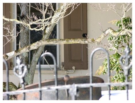 A Good Shutter Dog – Kestrel Shutters & Doors – Blog